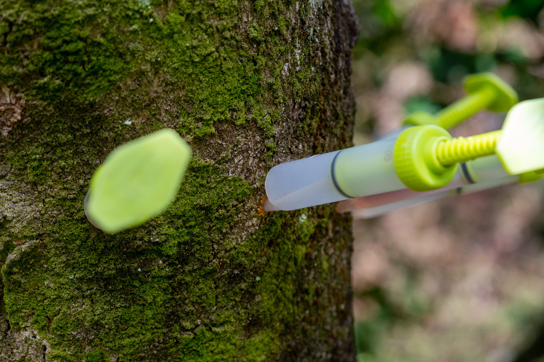 AvoJect tree trunk injection